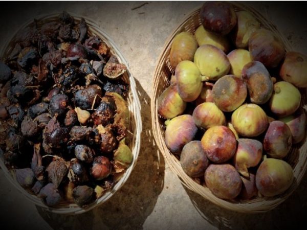 Good figs and bad figs – Jehovah's Watchman