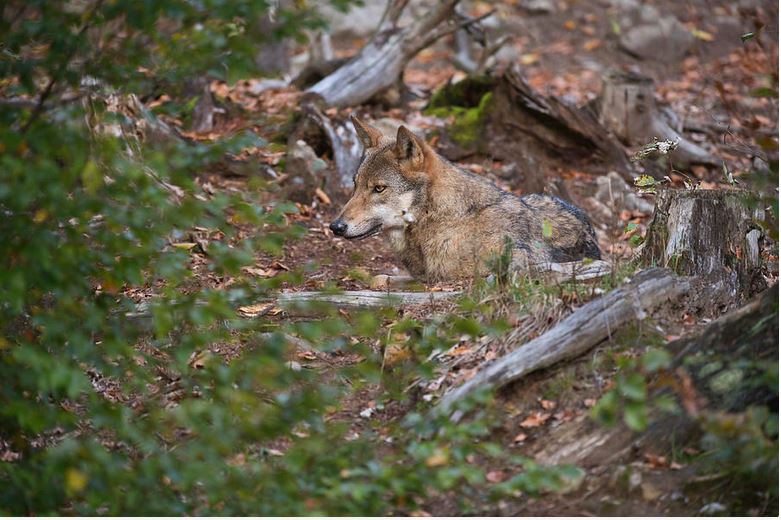 Animalistic men in spiritual paradise? – Jehovah's Watchman